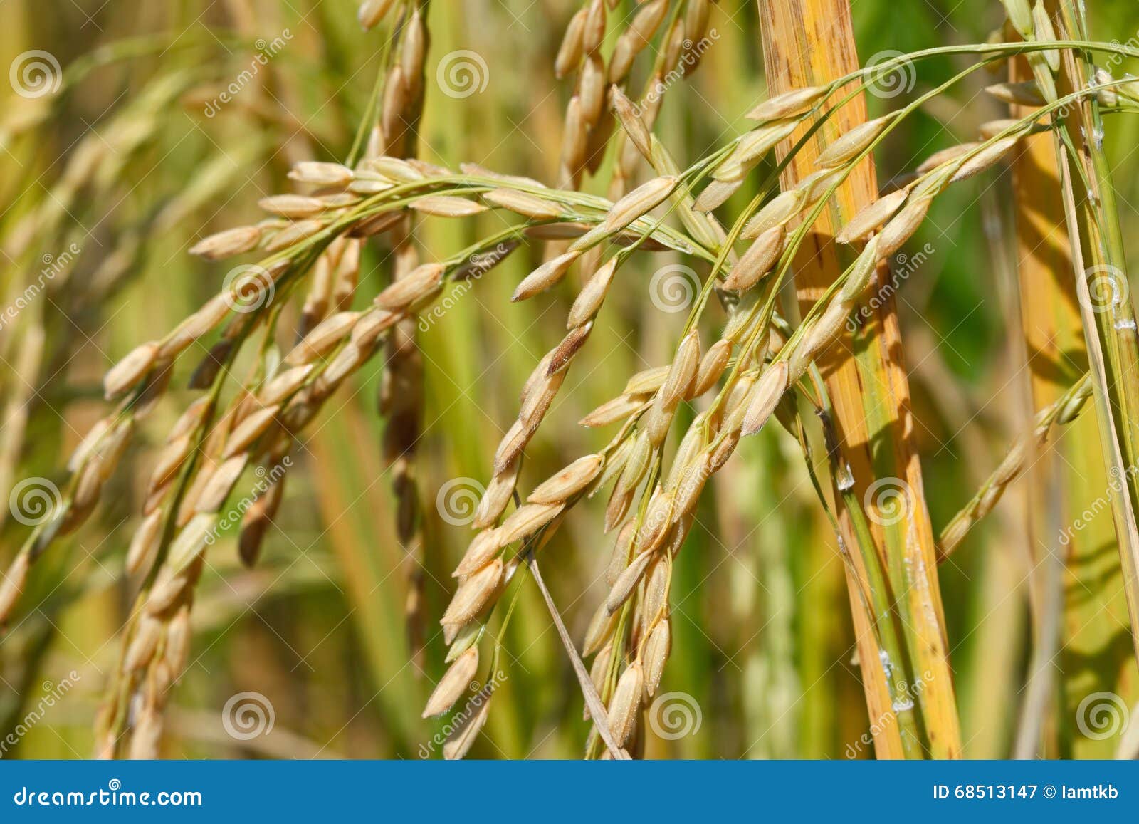 Semilla del arroz de arroz imagen de archivo. Imagen de alimento - 68513147