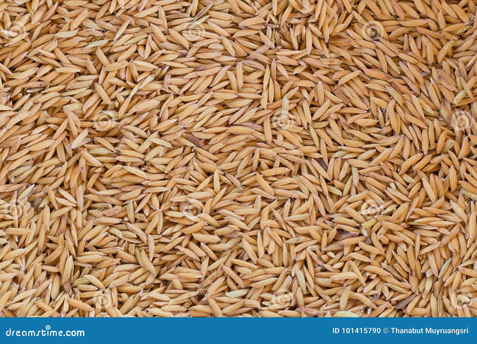 Semilla Del Arroz De Arroz Del Primer Foto de archivo - Imagen de ...