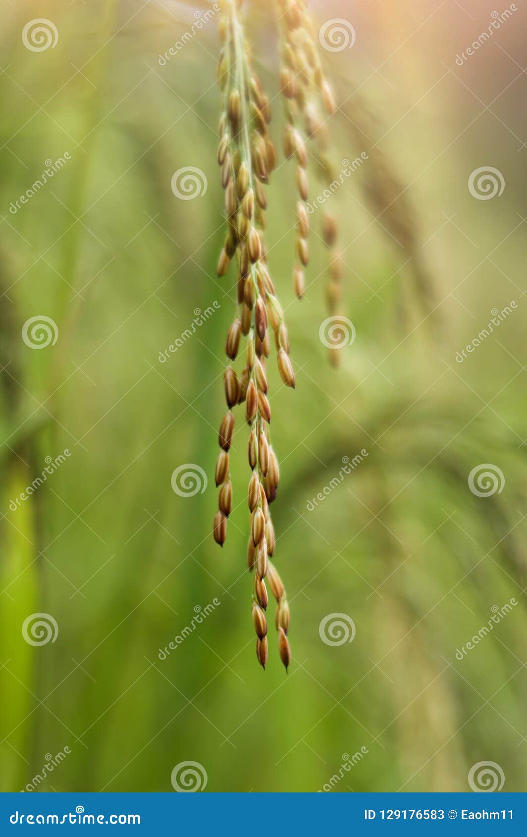 Semilla Del Arroz En El Campo Imagen de archivo - Imagen de agricultura ...