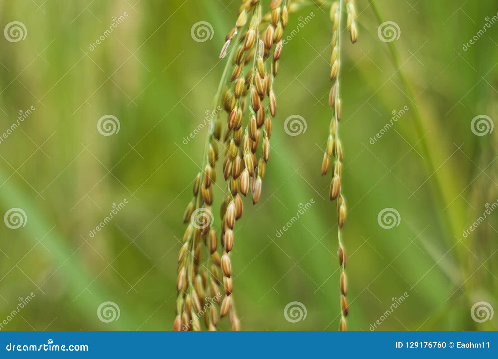 Semilla Del Arroz En El Campo Foto de archivo - Imagen de polvo ...