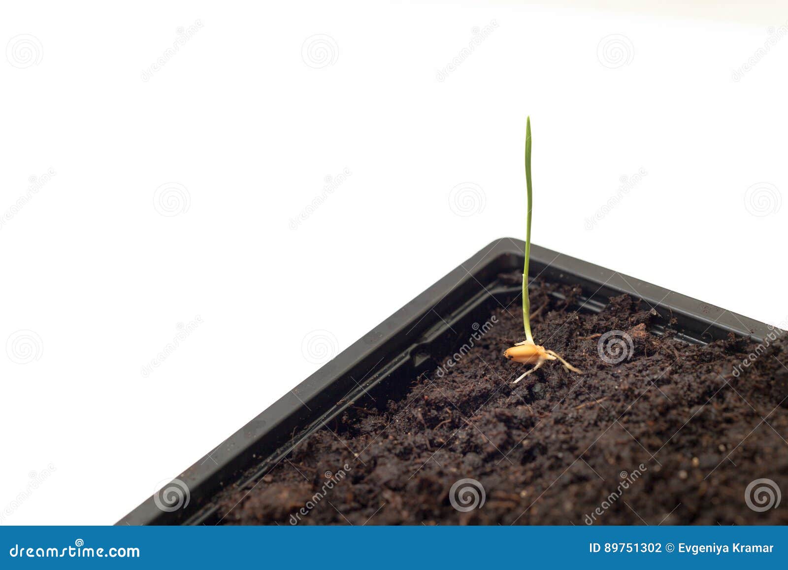 Semilla Germinada En La Bandeja Con Tierra Foto de archivo - Imagen de ...