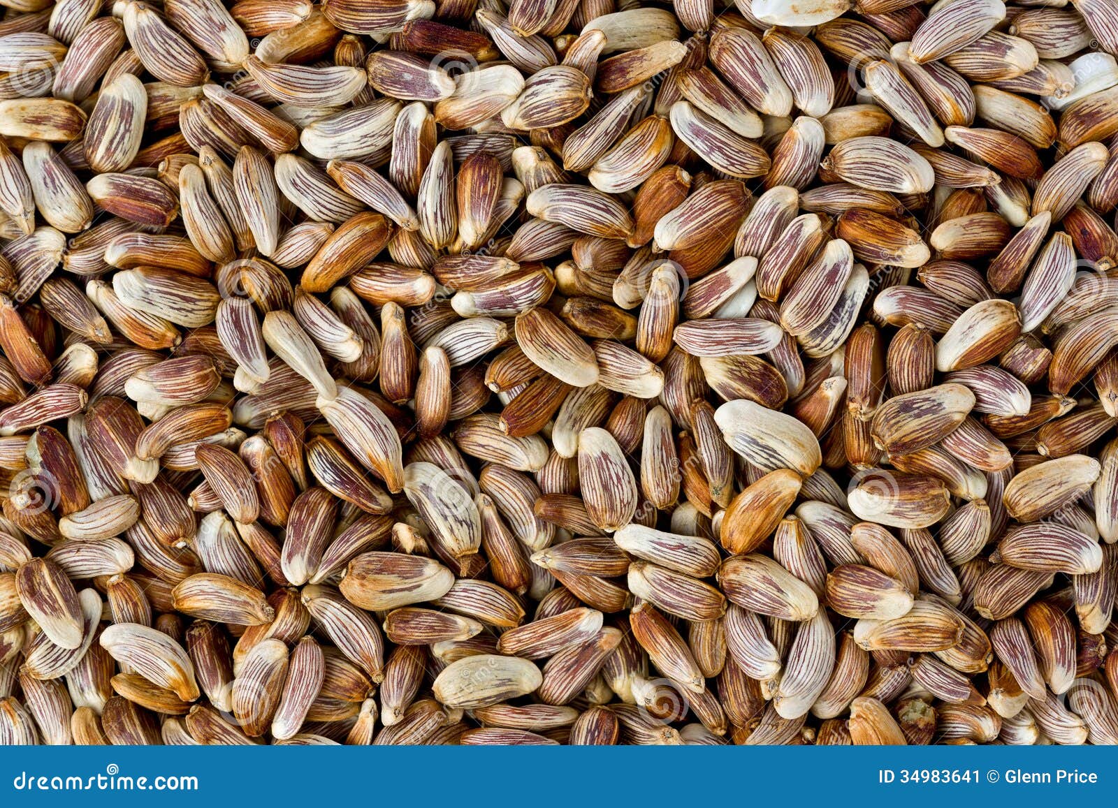 Semillas De Alazor (tinctorius Del Carthamus) Imagen de archivo ...