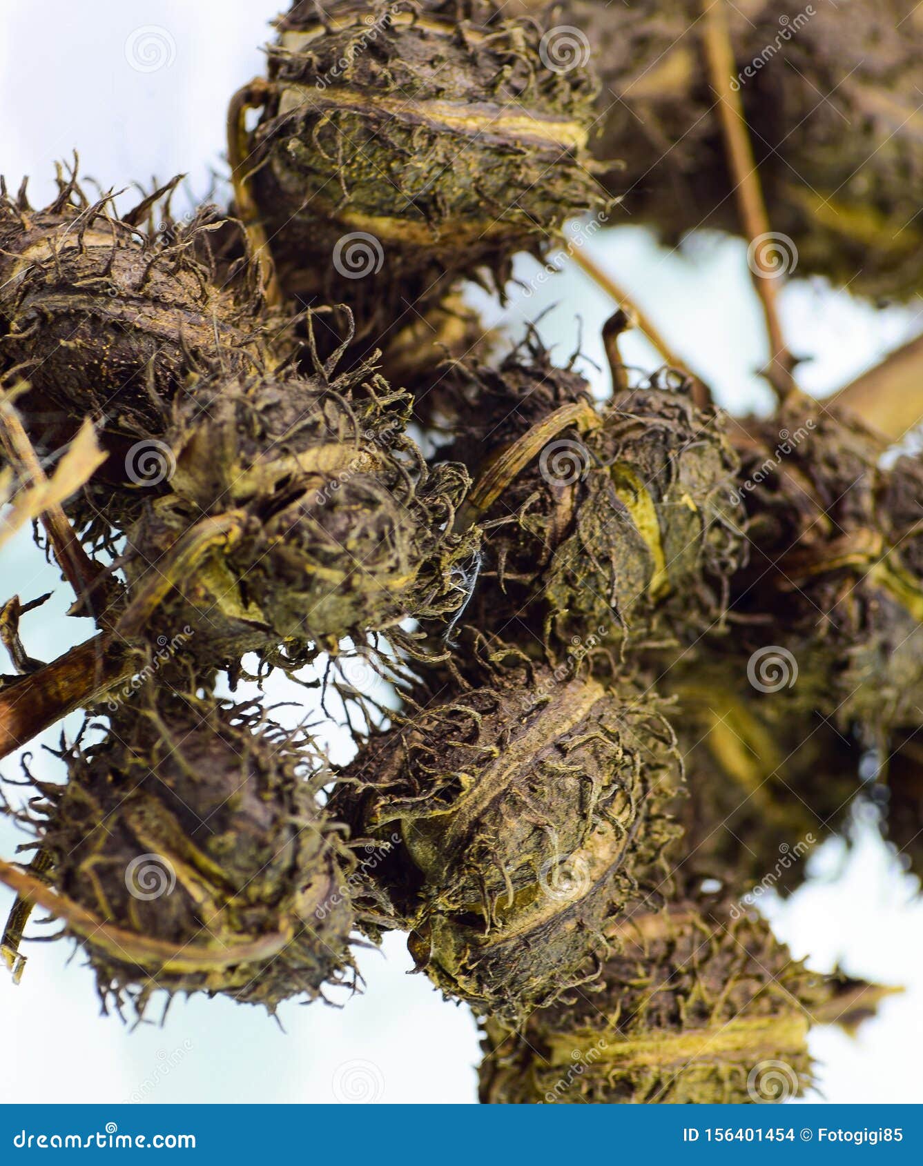 Semillas De Castor Sobre Fondo Blanco Foto de archivo - Imagen de habas ...