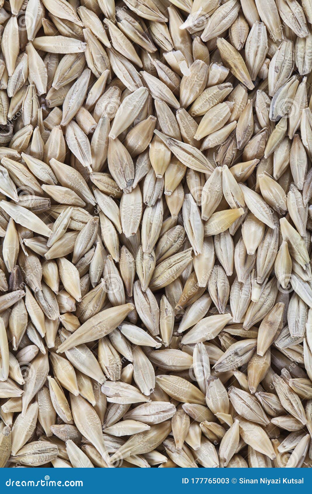 Semillas de cebada cruda imagen de archivo. Imagen de cocinero - 177765003