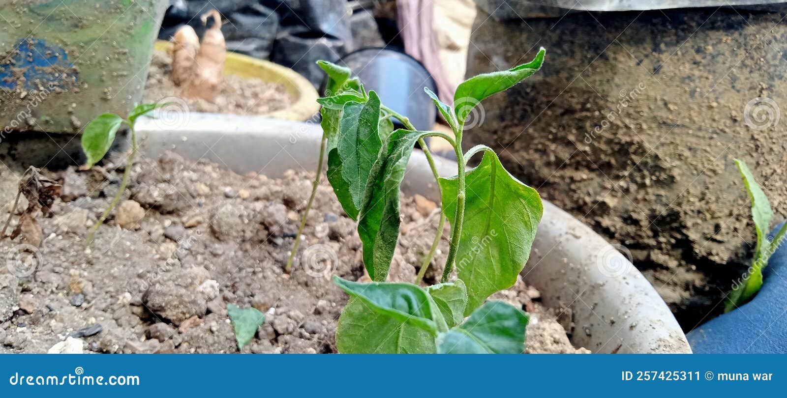 Semillas De Chile Marchitas Imagen de archivo - Imagen de agricultura ...