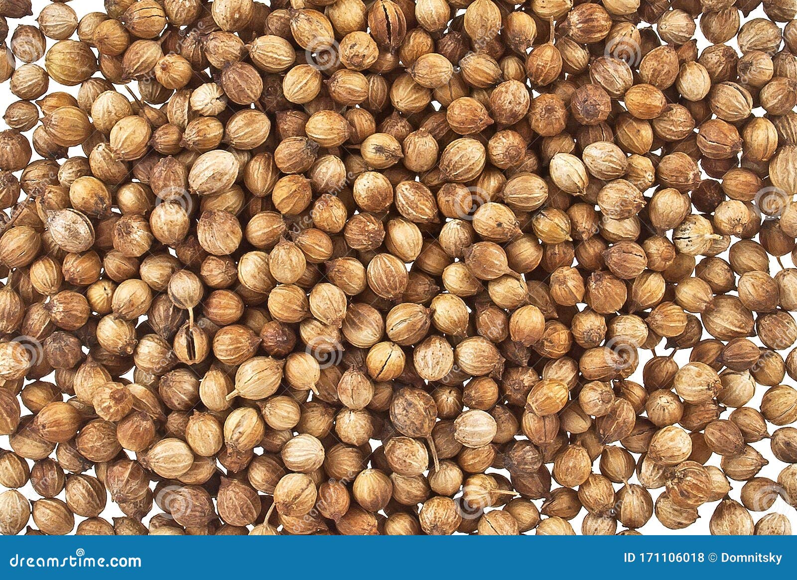 Semillas De Cilantro Sobre Fondo Blanco Foto de archivo - Imagen de ...