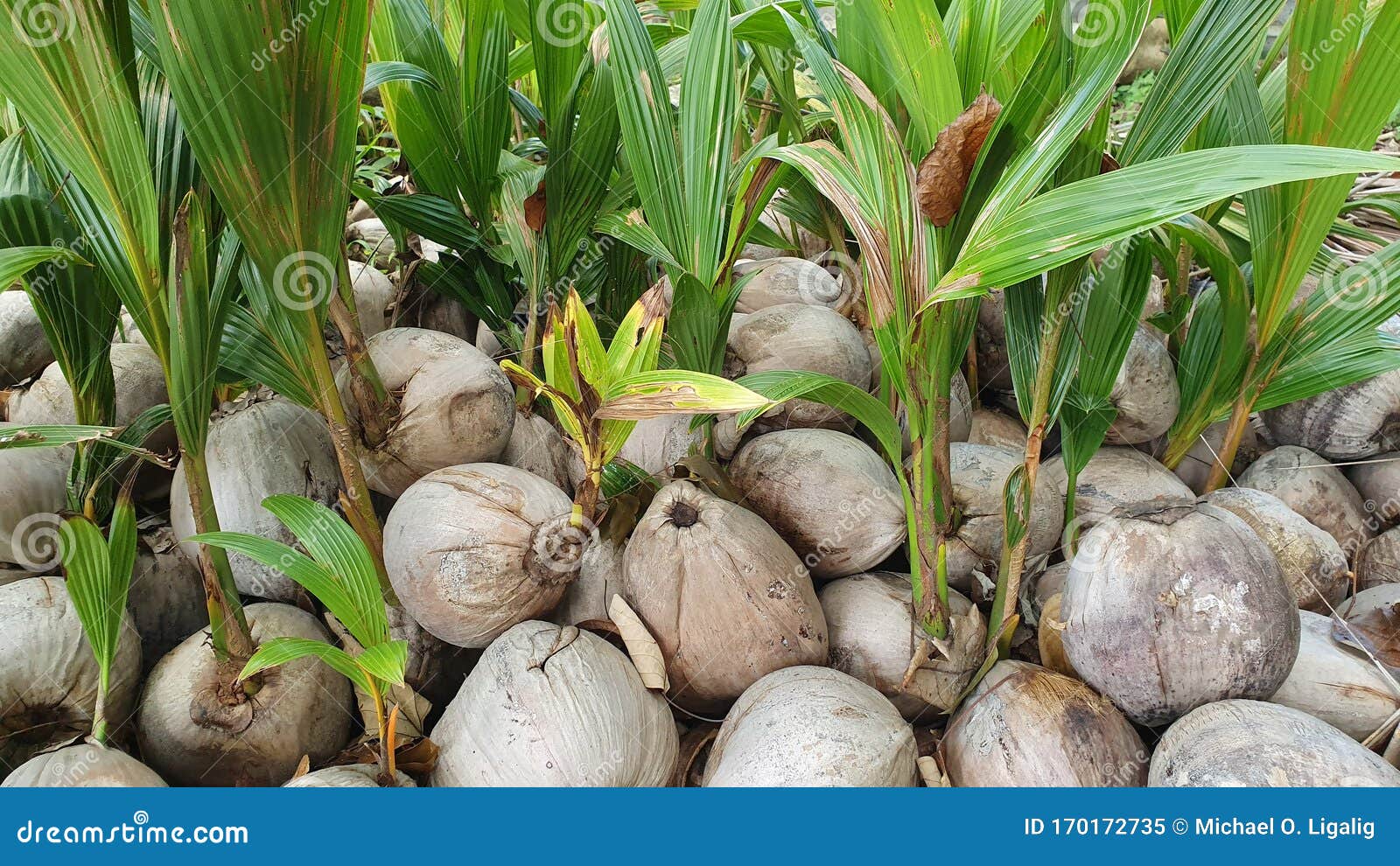 Semillas De Coco Listas Para Plantar Imagen de archivo - Imagen de listo, tropical: 170172735