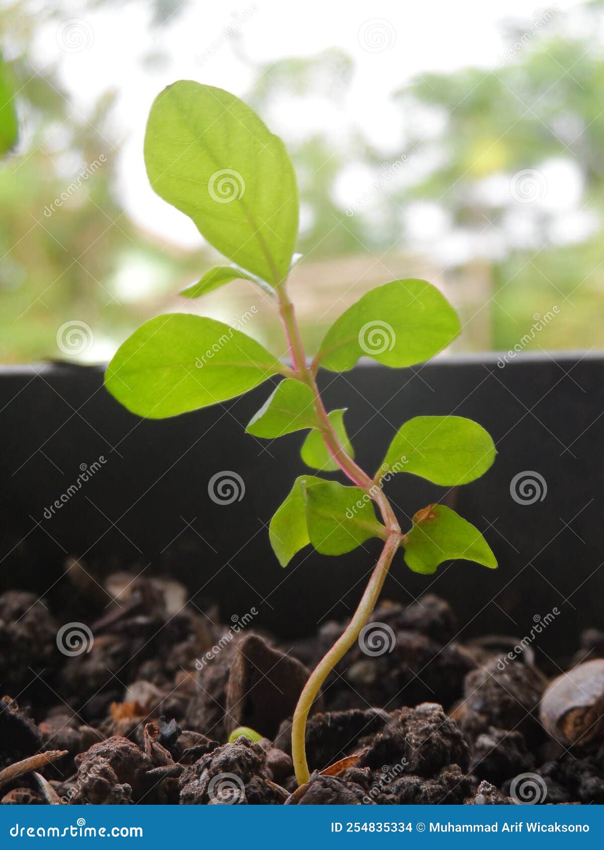 Semillas De Guayaba En Macetas Foto de archivo - Imagen de arbusto ...