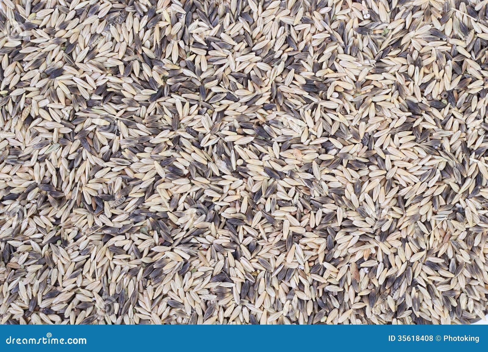 Semillas de la cebada foto de archivo. Imagen de cosecha - 35618408