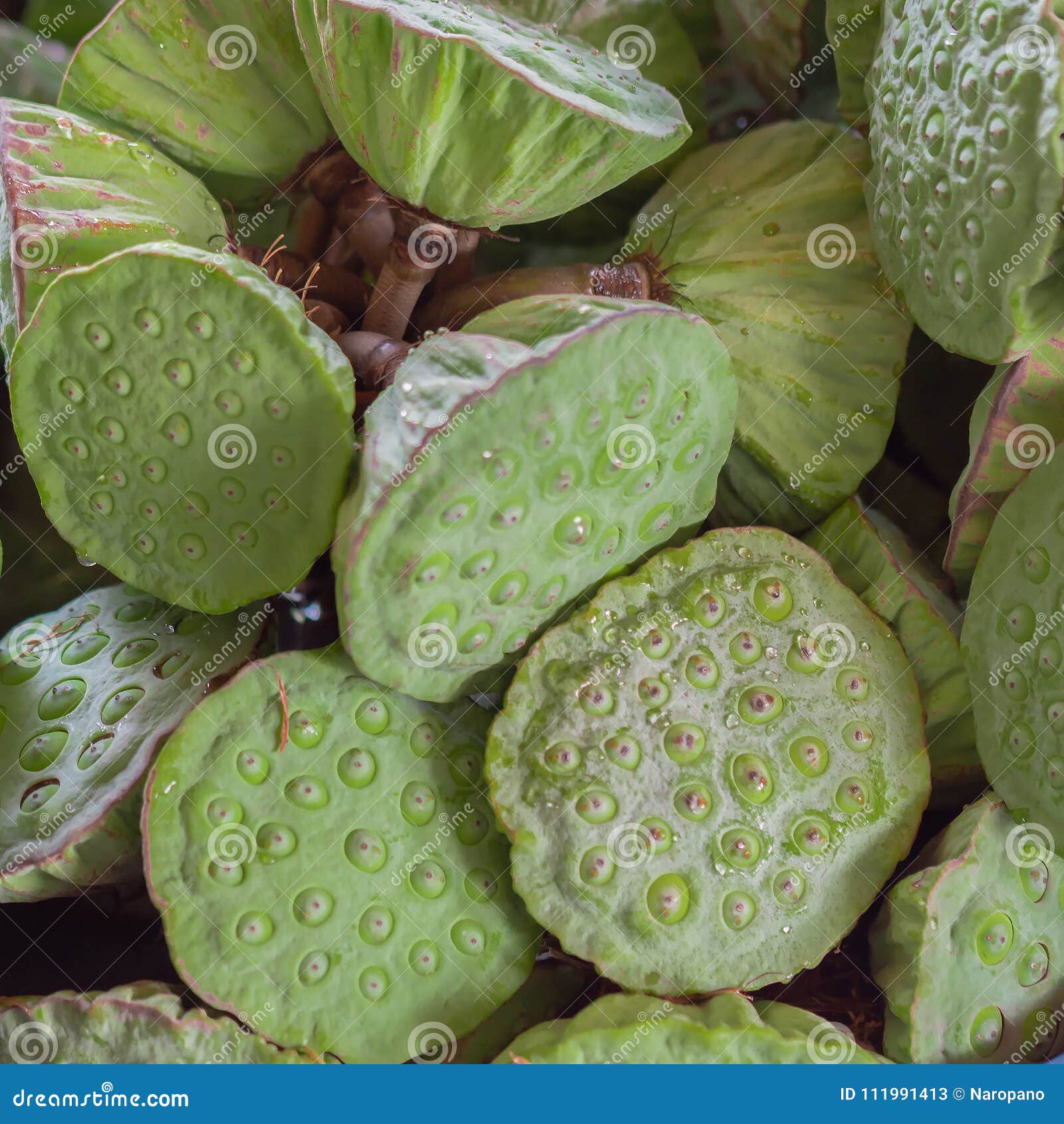 Semillas de Lotus imagen de archivo. Imagen de detalle - 111991413