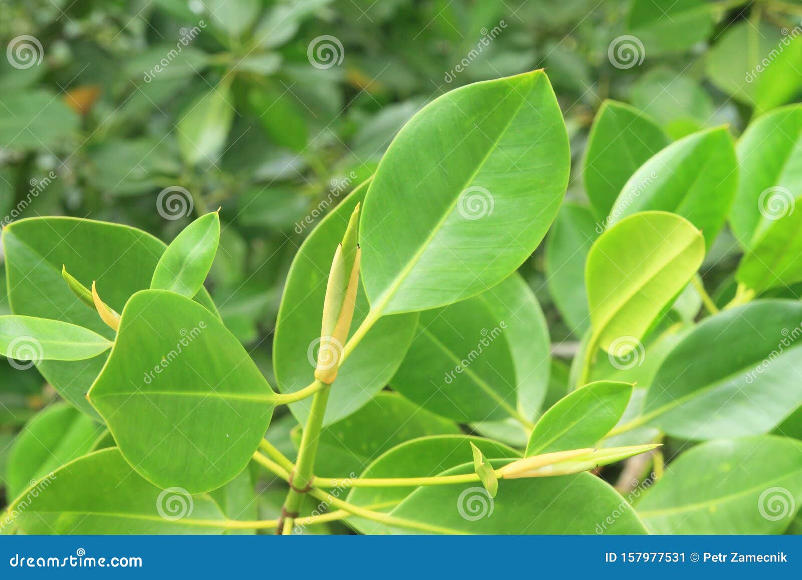 Semillas de manglares imagen de archivo. Imagen de follaje - 157977531