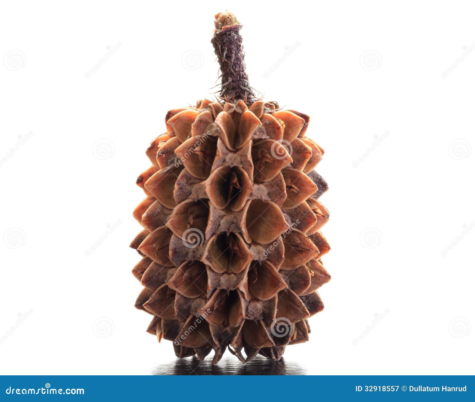 Semillas de pino. imagen de archivo. Imagen de cubo, germen - 32918557