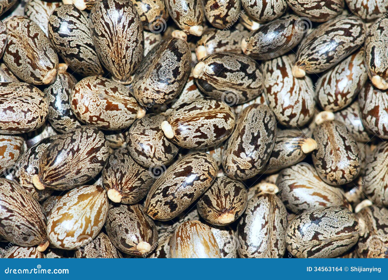 Semillas De Ricino Imagenes de archivo - Imagen: 34563164