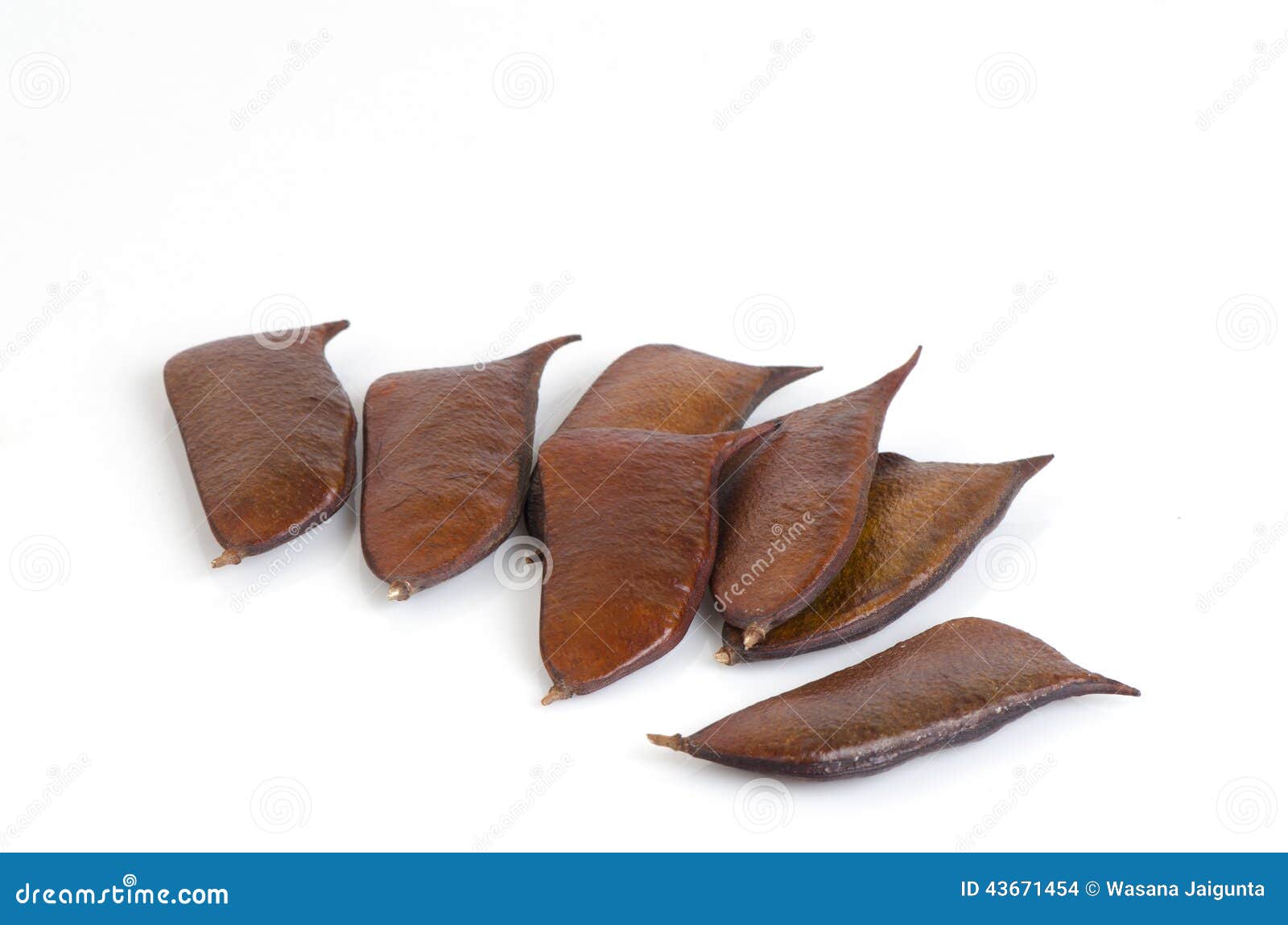 Semillas De Sappan (Caesalpinia Linn Sappan ) Foto de archivo - Imagen ...