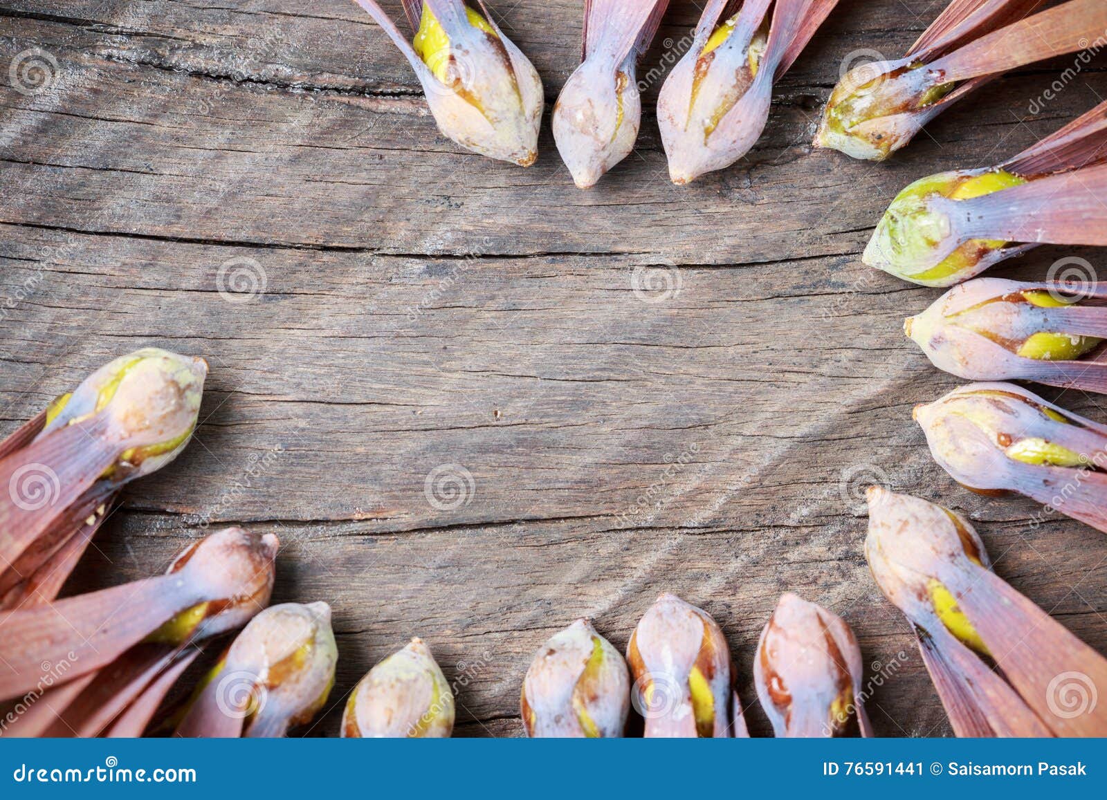 Semillas Del Ala En De Madera Imagen de archivo - Imagen de planta ...