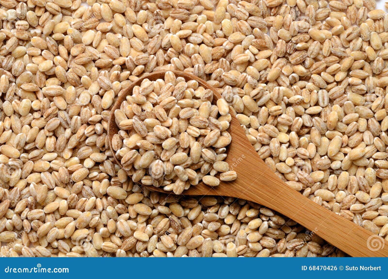 Semillas Del Grano De La Cebada Foto de archivo - Imagen de cereal ...