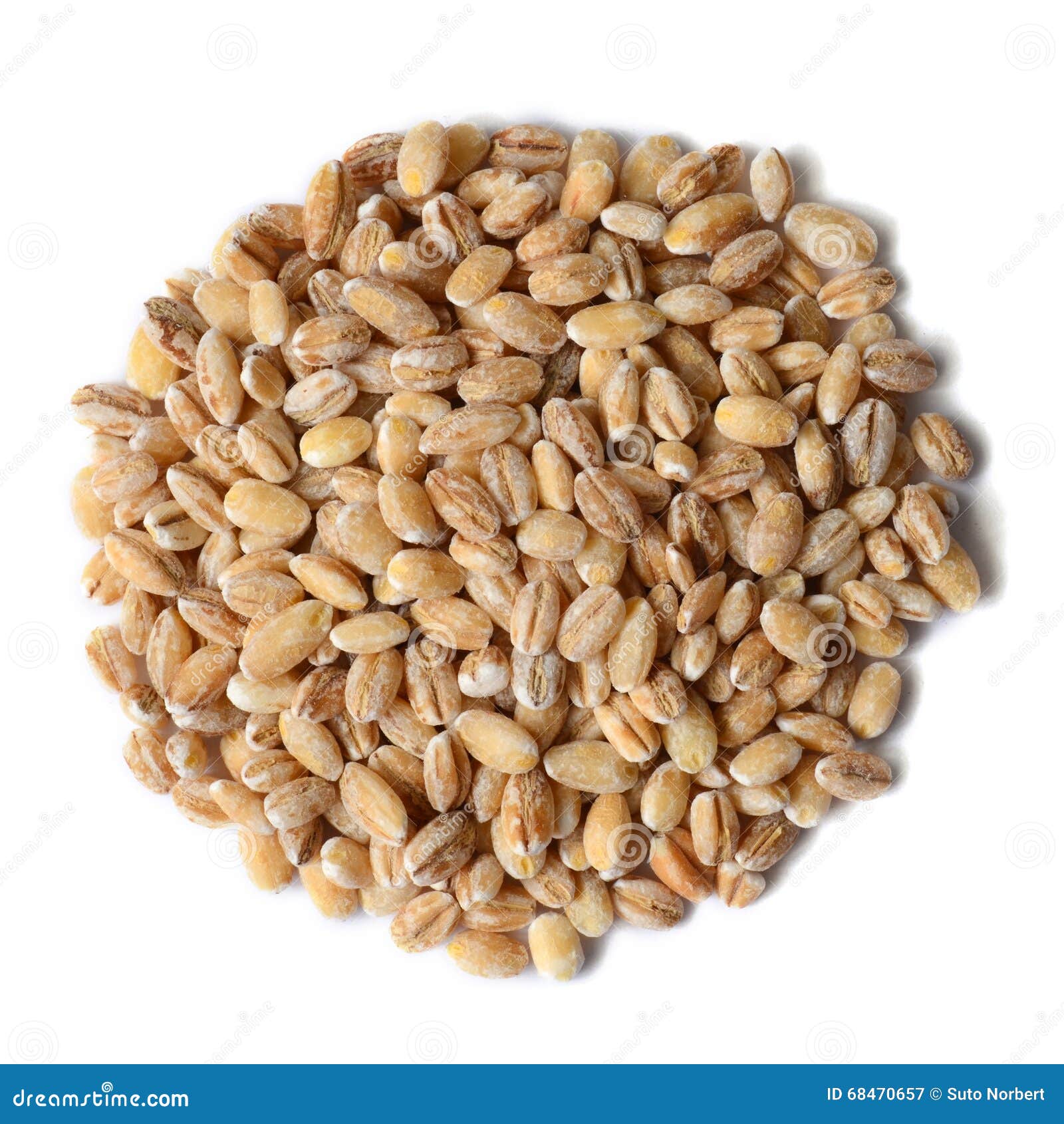 Semillas Del Grano De La Cebada Imagen de archivo - Imagen de alimento ...