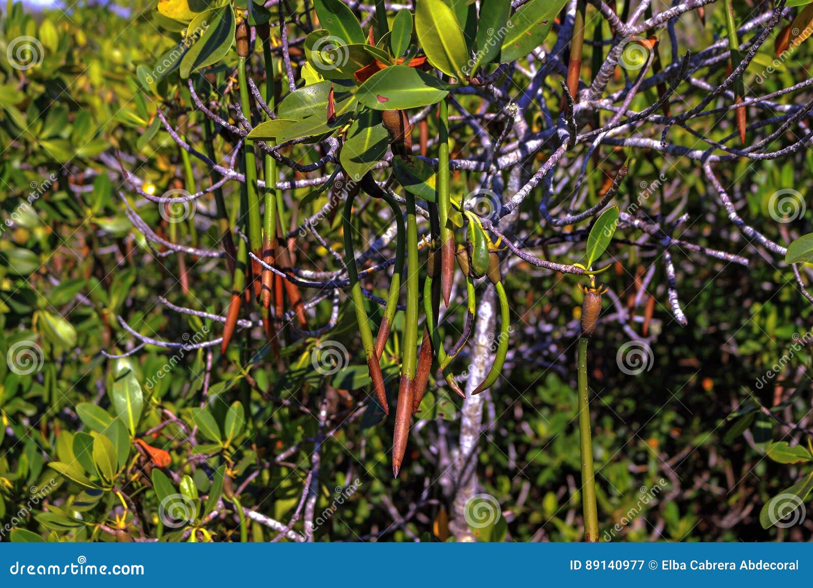Semillas del mangle imagen de archivo. Imagen de florida - 89140977