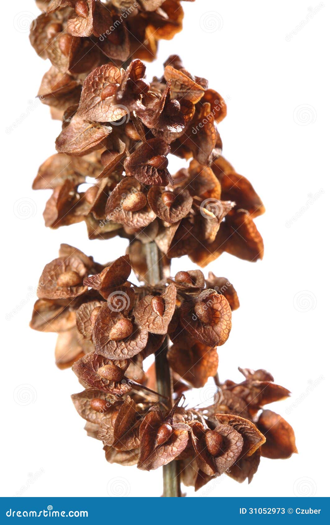 Semillas del Rumex imagen de archivo. Imagen de tallo - 31052973