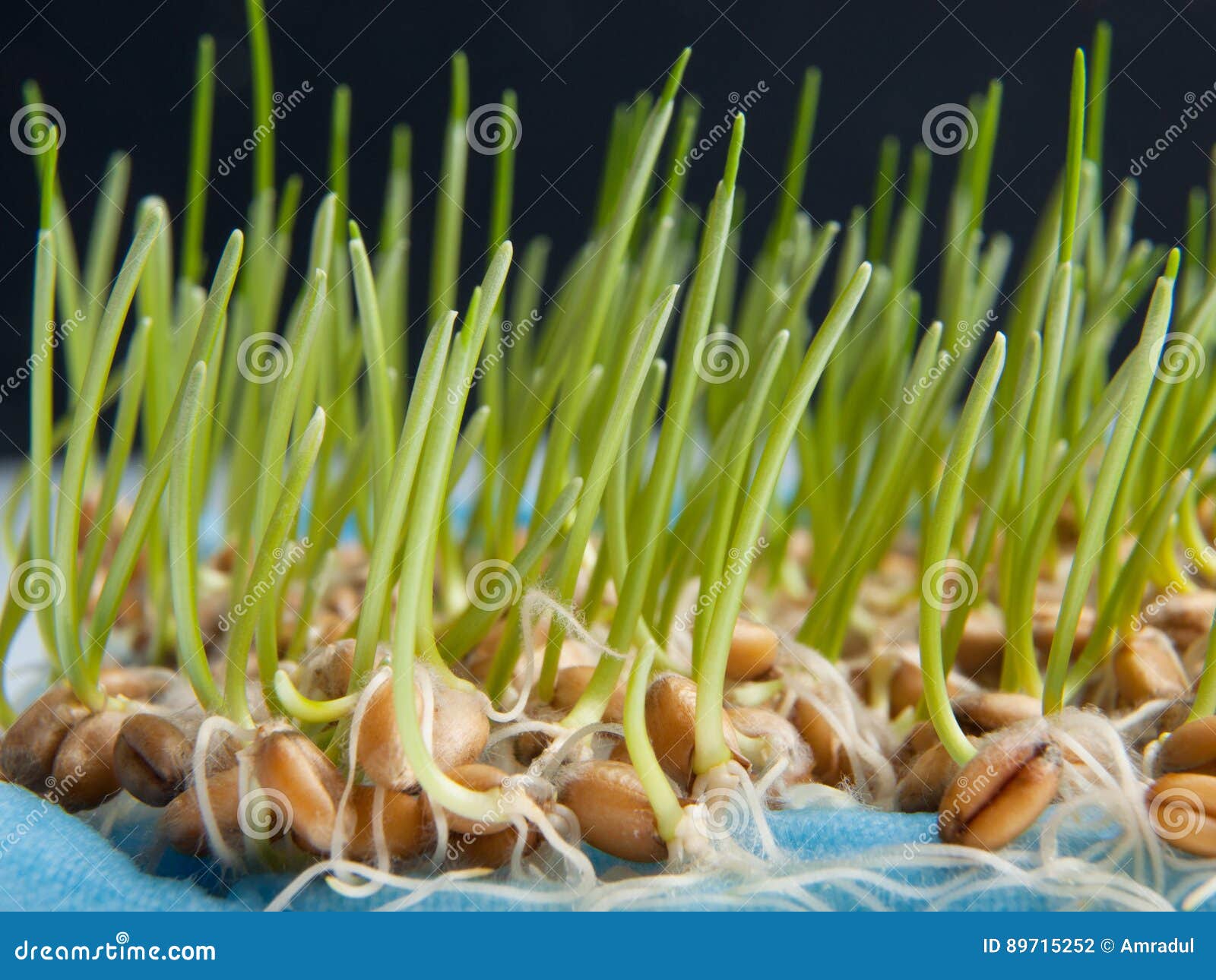 Semillas Del Trigo De La Germinación Foto de archivo - Imagen de ...
