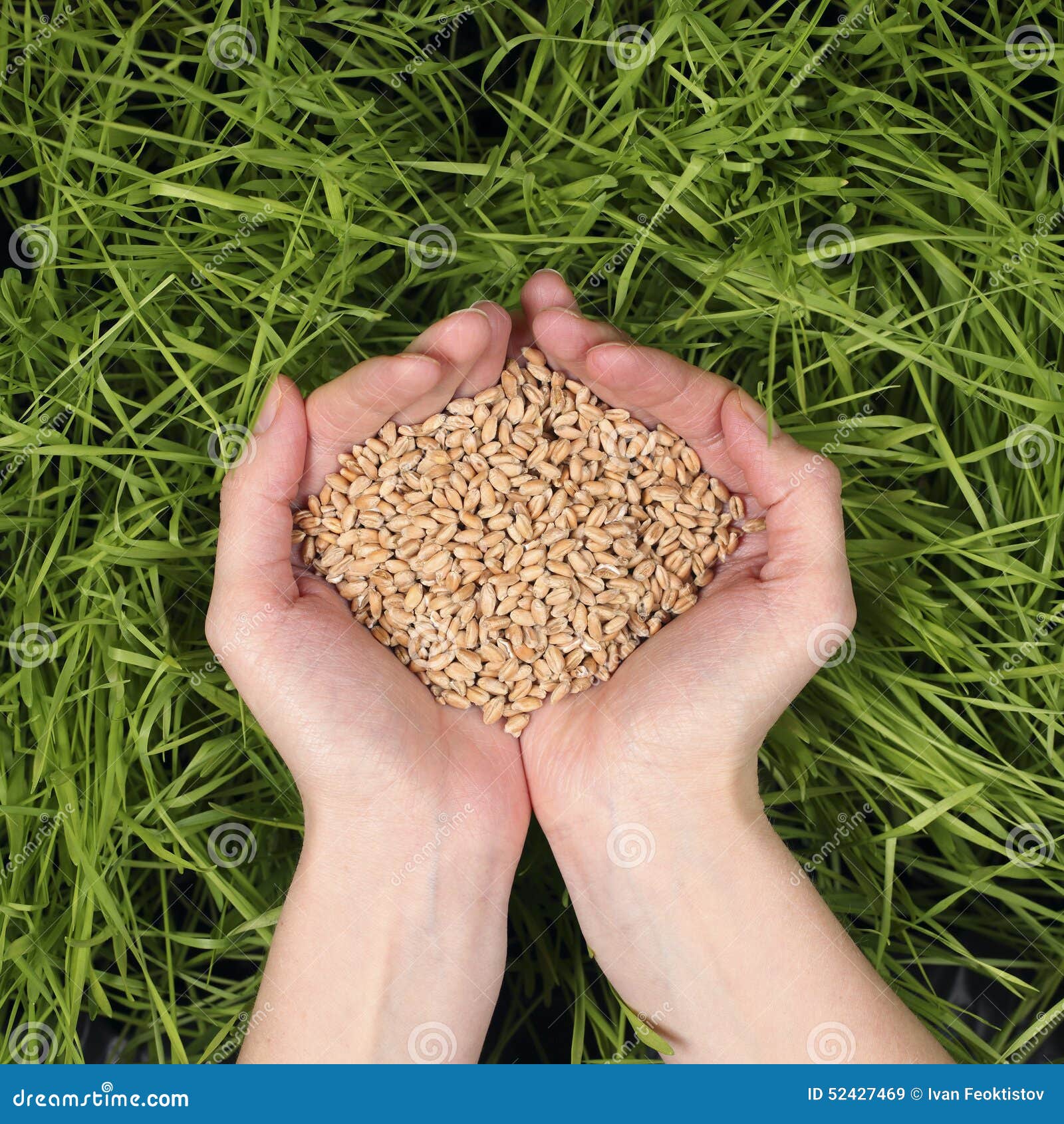 Semillas Del Trigo En Las Manos Imagen de archivo - Imagen de campo ...