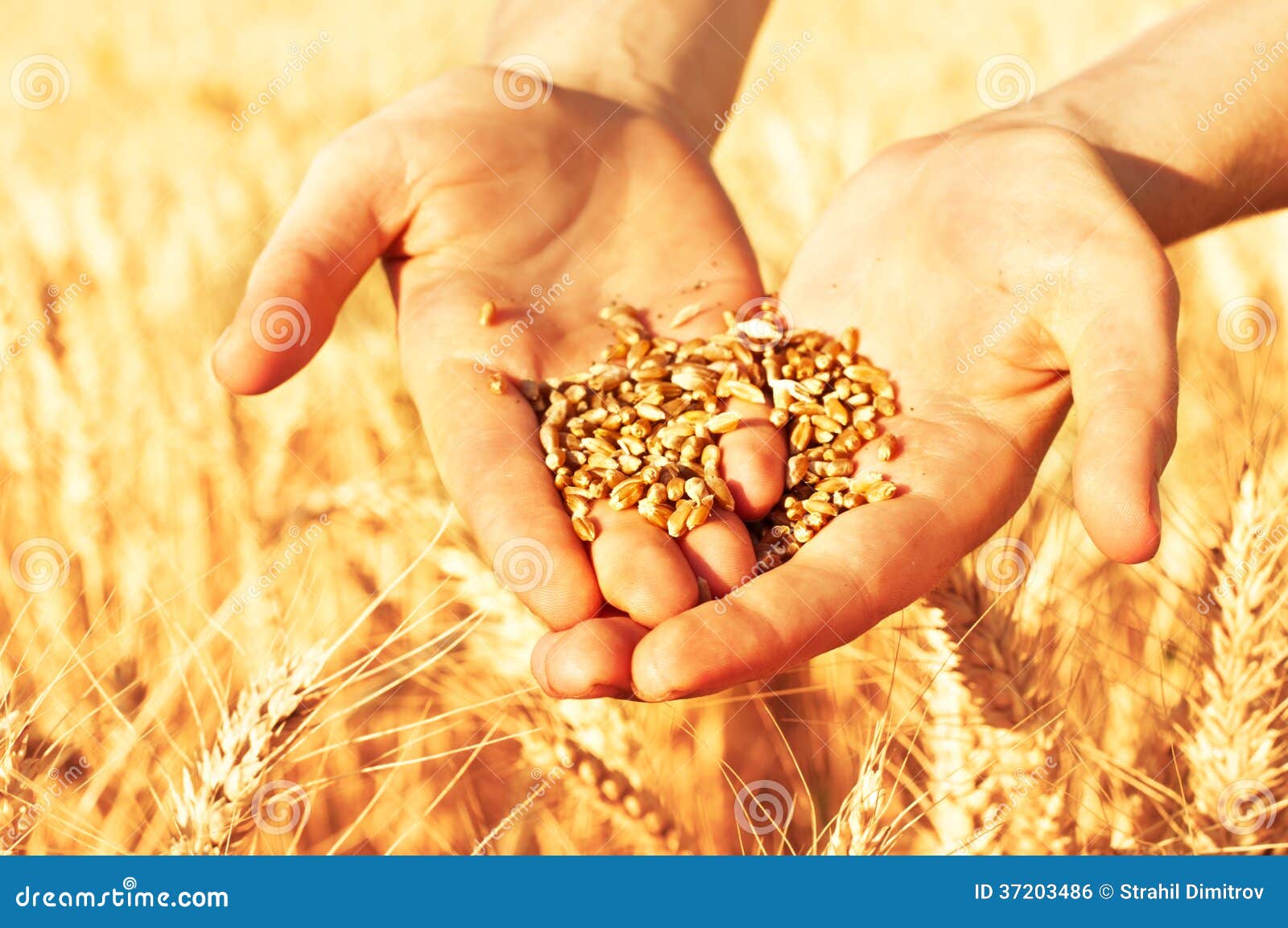 Semillas Del Trigo En Manos Foto de archivo - Imagen de monocultivo ...