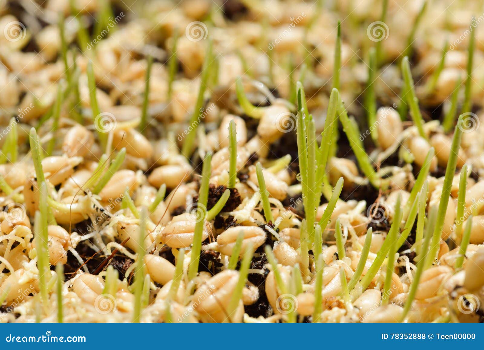 Semillas Germinadas De La Cebada - Malta Foto de archivo - Imagen de ...