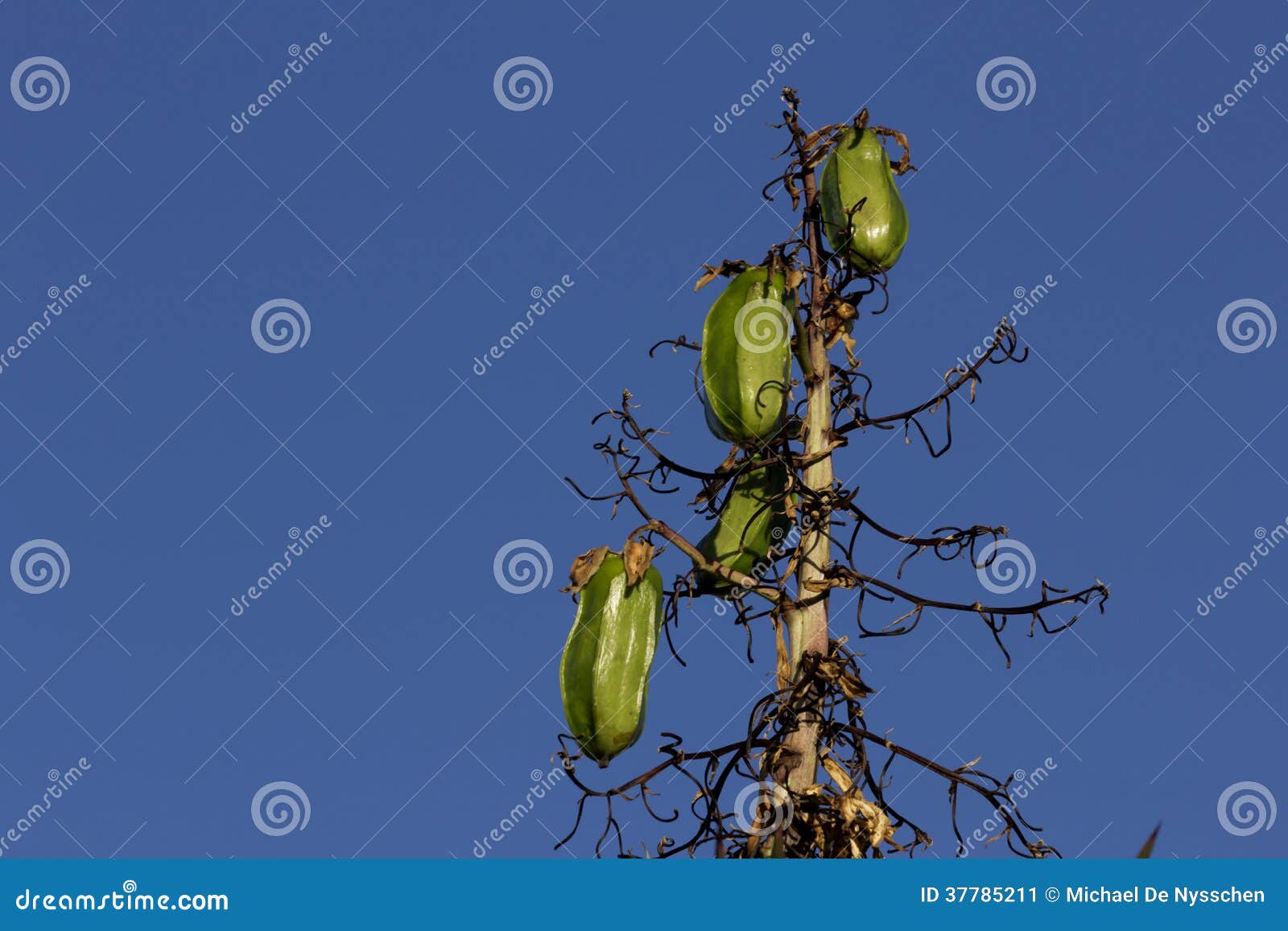 Semillas O Fruta De La Yuca Imagen de archivo - Imagen de yuca ...