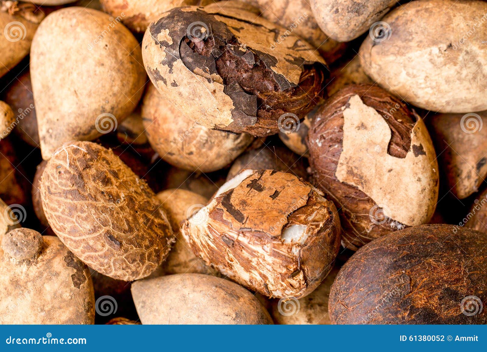 Semillas O Tagua Del Phytelephas Foto de archivo - Imagen de tropical ...