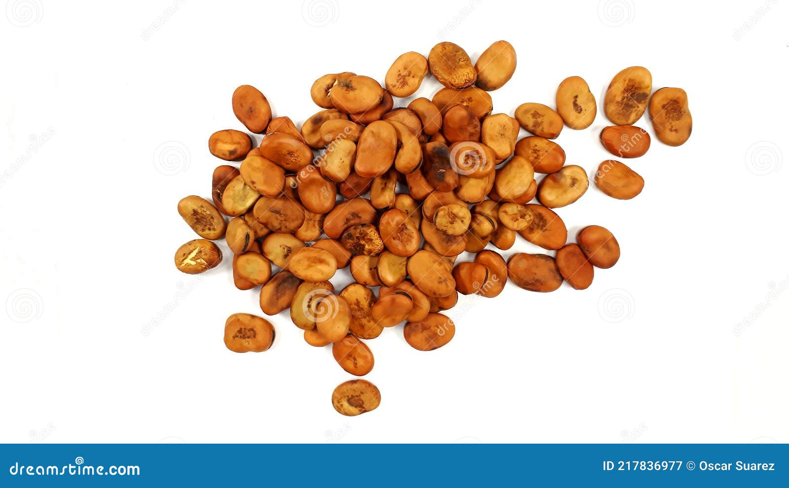 Semillas Secas De Haba Aisladas Sobre Fondo Blanco Imagen de archivo ...