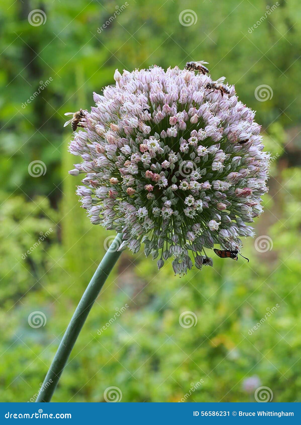 Semina del fiore del porro immagine stock. Immagine di propag - 56586231