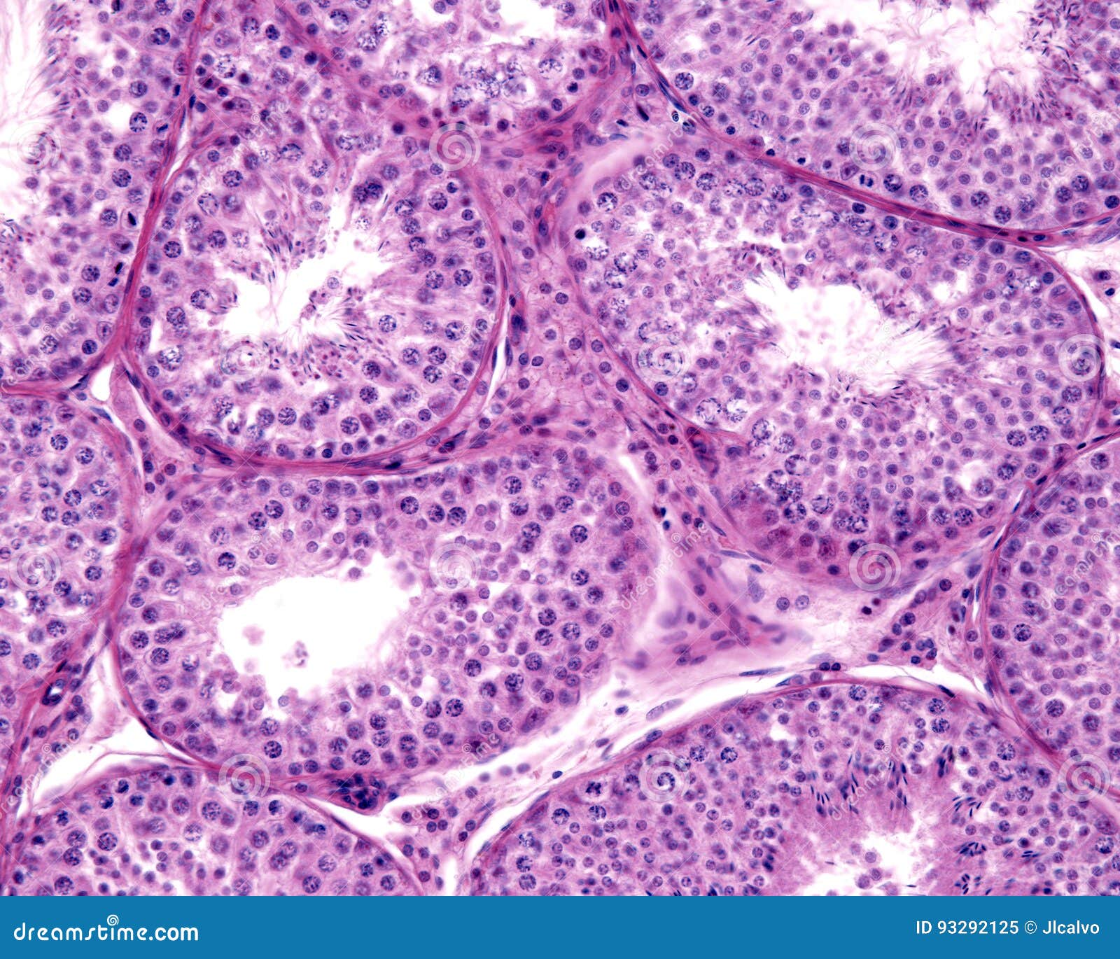 Seminiferous buisjes stock afbeelding. Image of microscopisch - 93292125