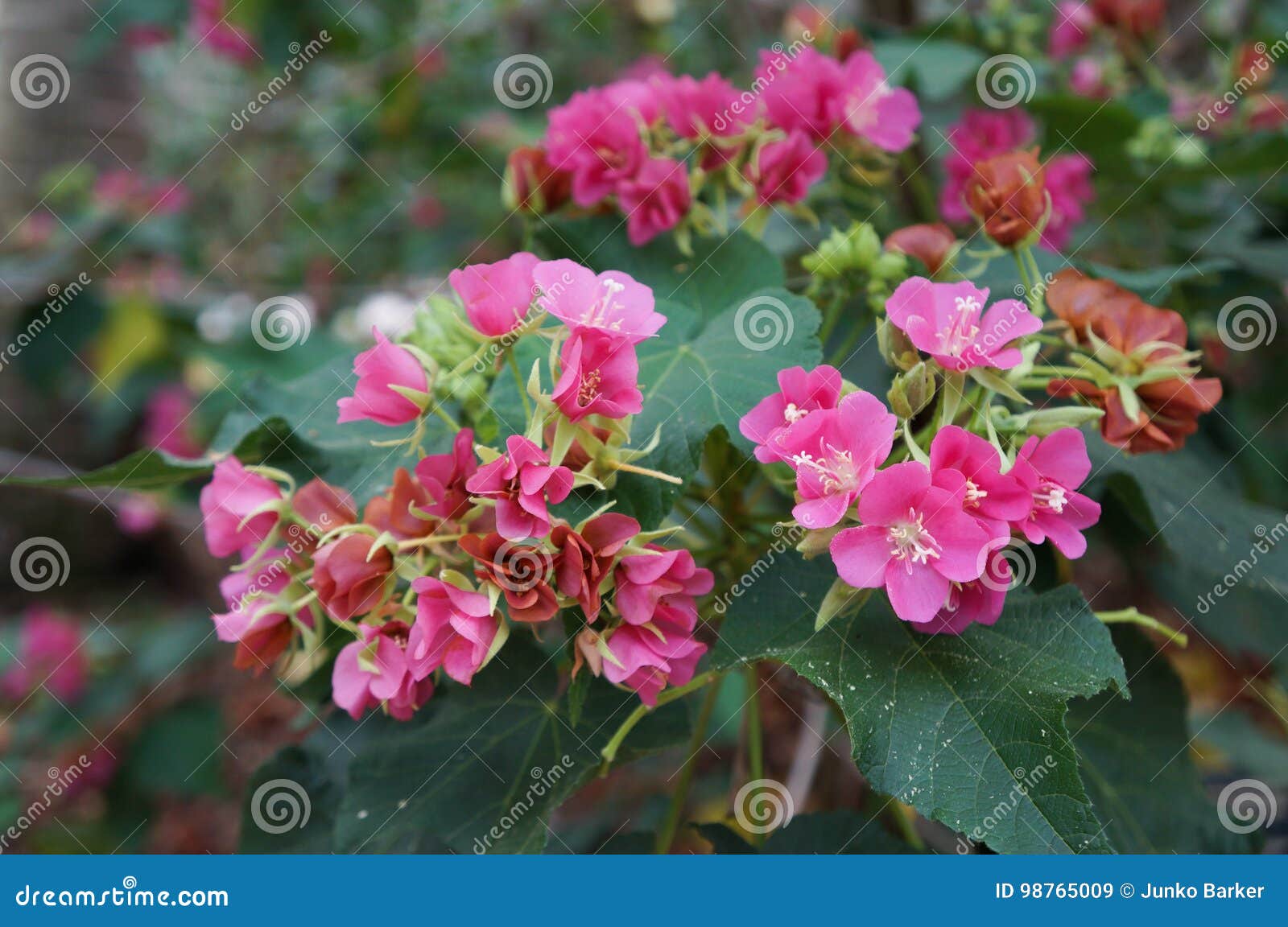 Seminole Dombeya Stock Photos - Free & Royalty-Free Stock Photos from ...