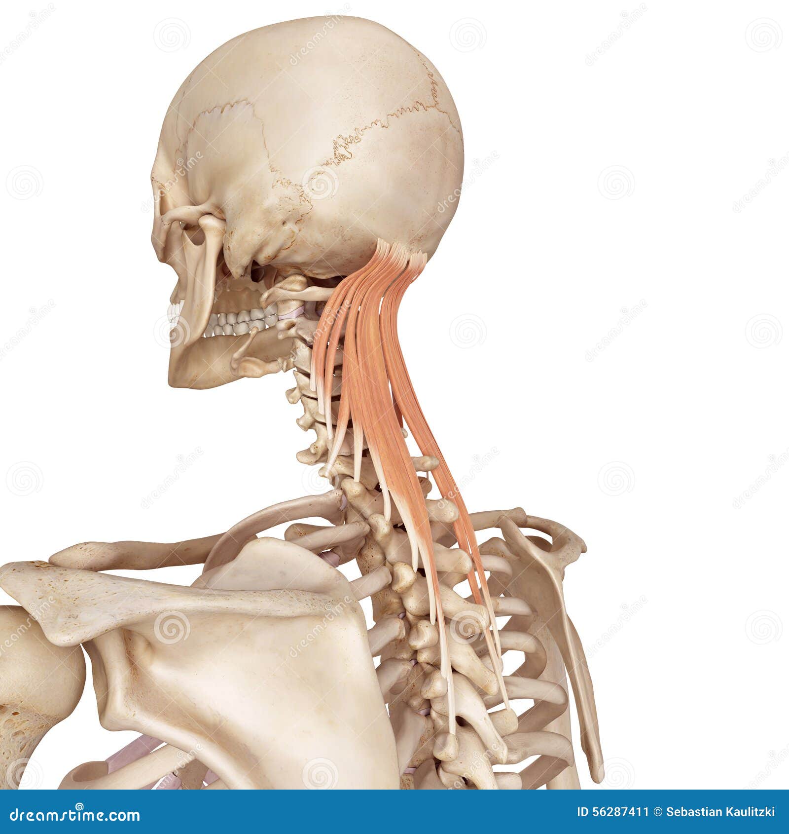 Semispinalis Capitis Royalty-Free Cartoon | CartoonDealer.com #141763901