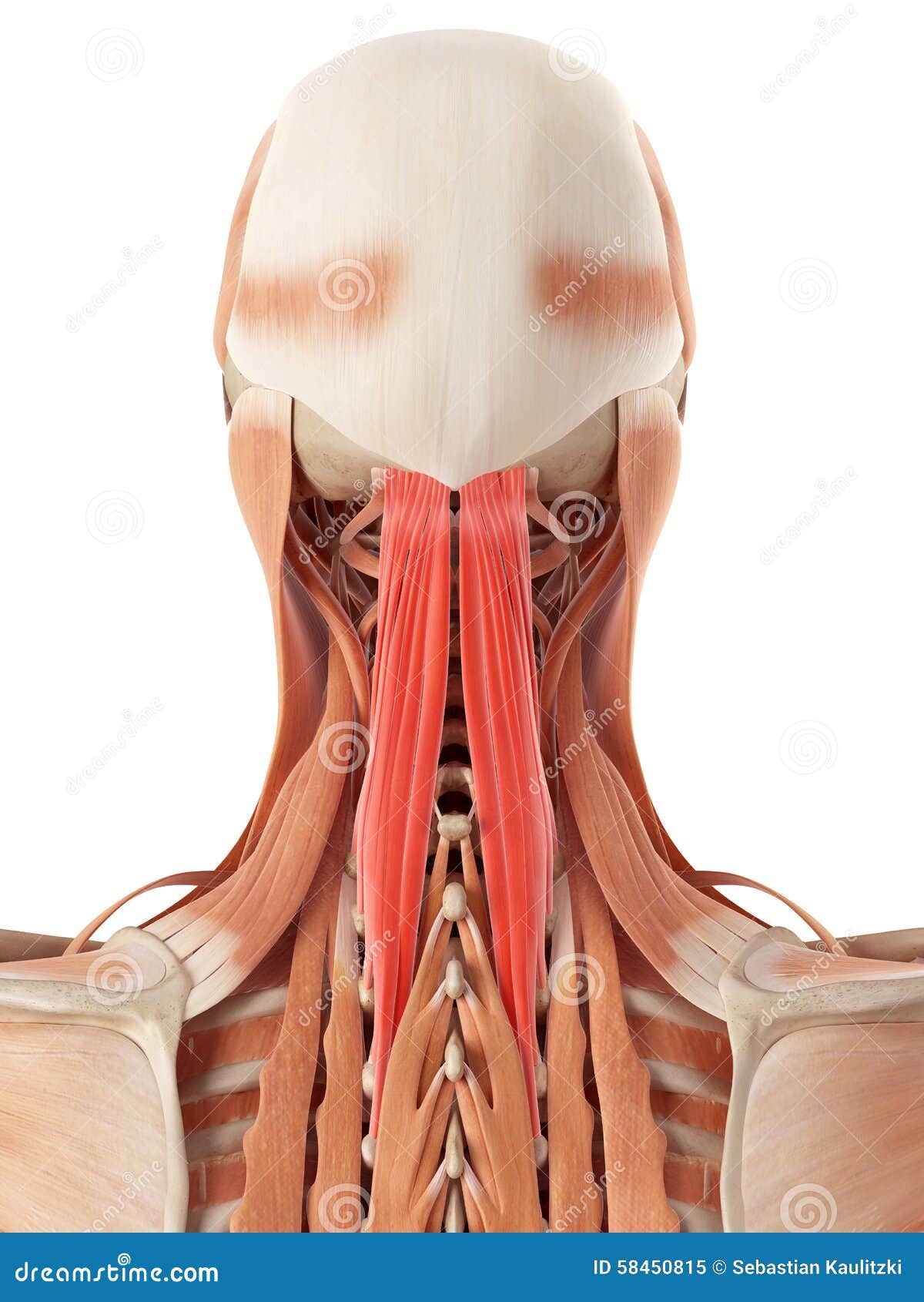 The Semispinalis Capitis Royalty-Free Cartoon | CartoonDealer.com ...