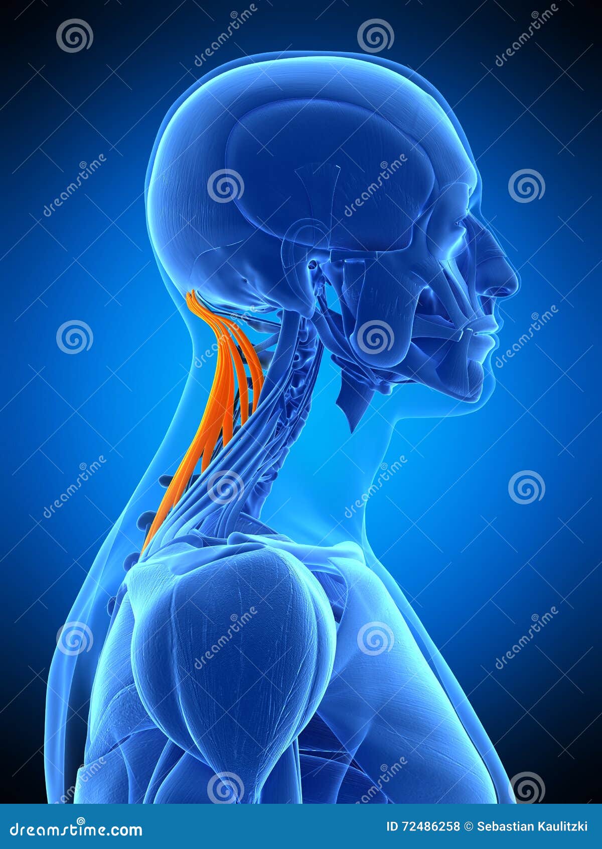 The semispinalis capitis stock illustration. Illustration of fitness ...