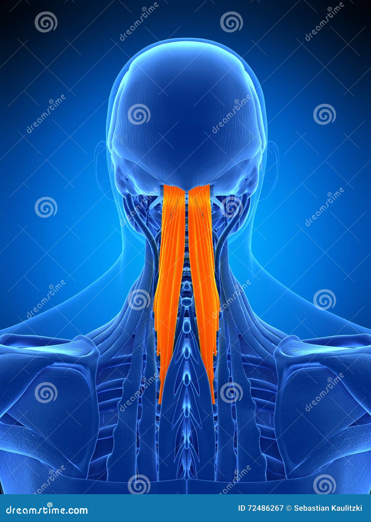 Semispinalis Capitis Royalty-Free Cartoon | CartoonDealer.com #141763901
