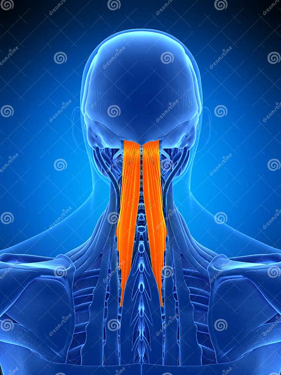 The semispinalis capitis stock illustration. Illustration of orange ...
