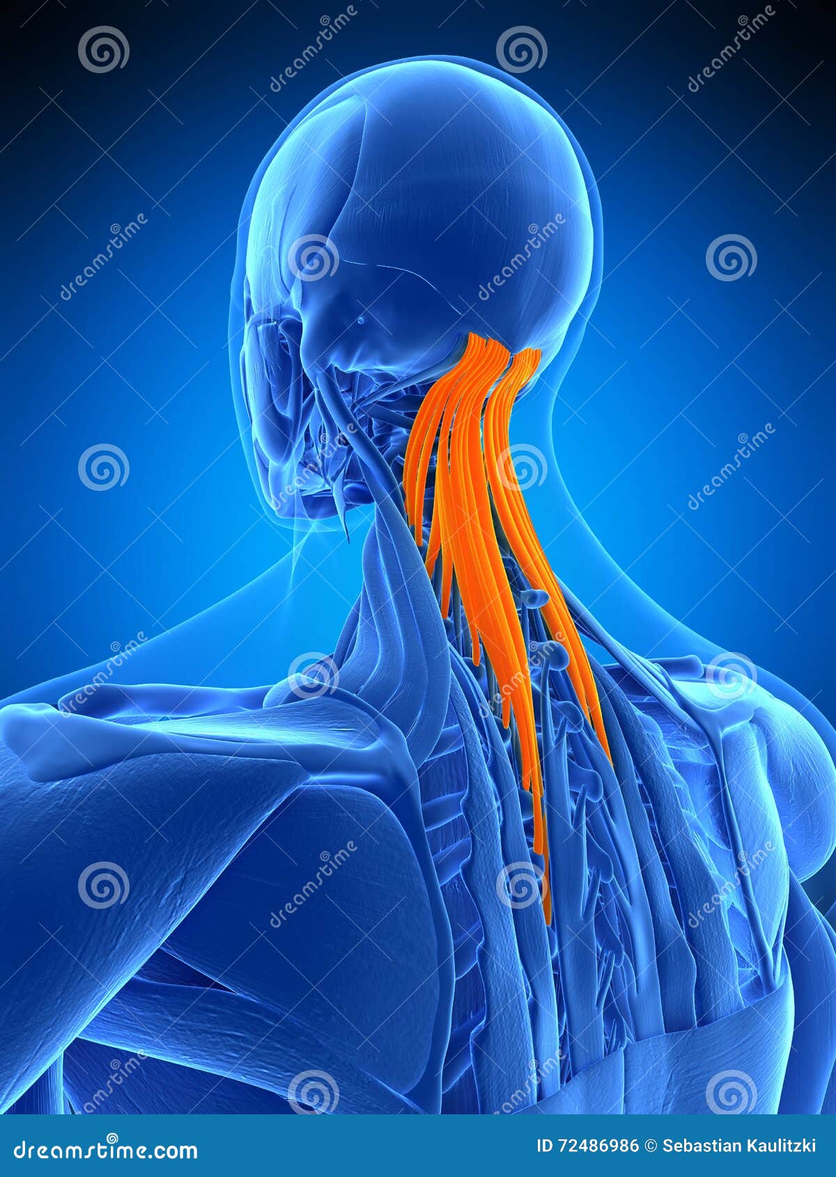 The Semispinalis Capitis Royalty-Free Cartoon | CartoonDealer.com ...