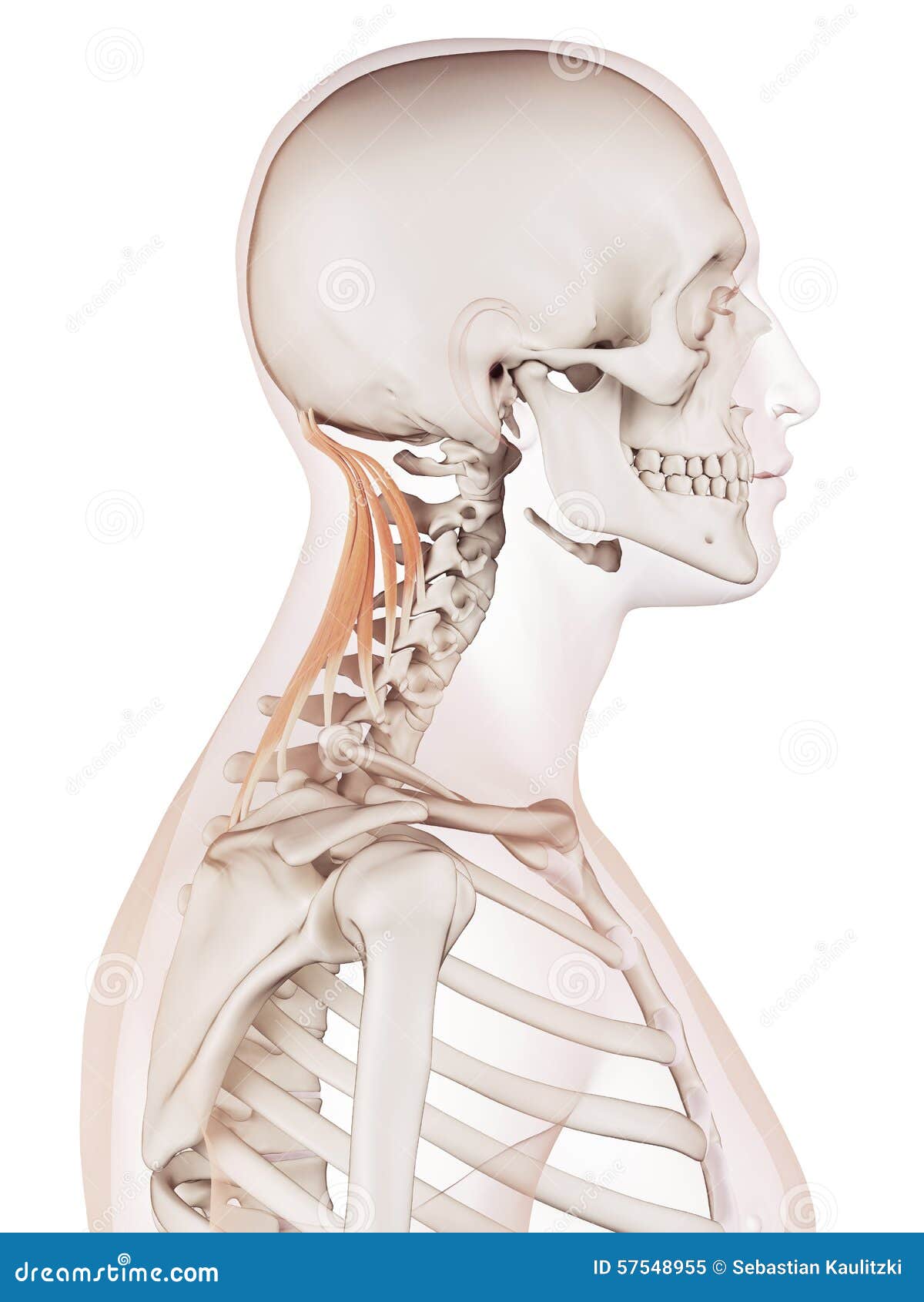 The semispinalis capitis stock illustration. Illustration of side ...