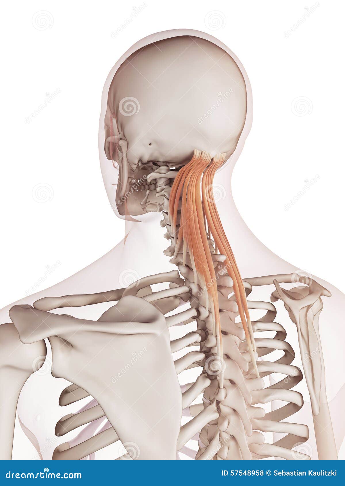 The semispinalis capitis stock illustration. Illustration of isolated ...