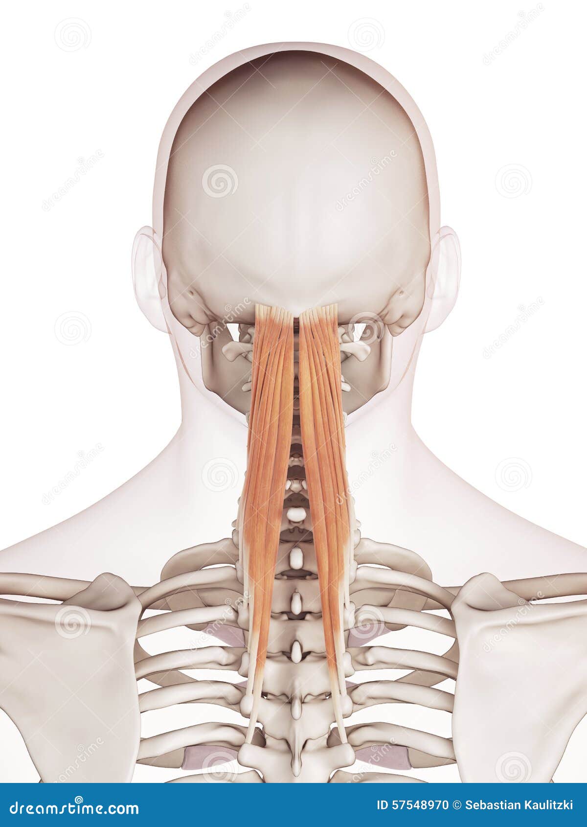 Semispinalis Capitis Muscle