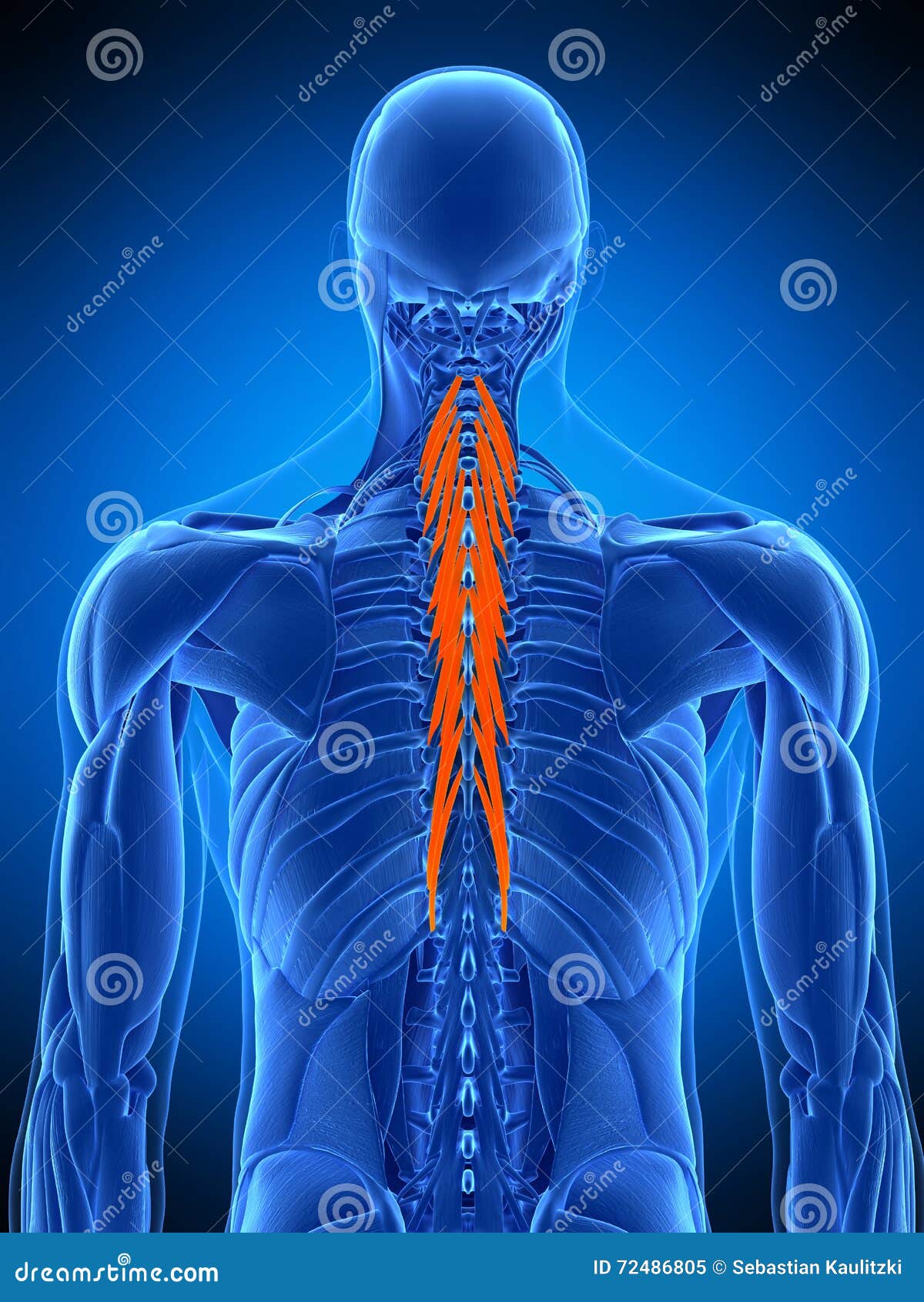 Human Semispinalis Capitis Muscles On Skeleton Royalty-Free ...