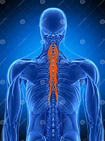 The semispinalis thoracic stock illustration. Illustration of thoracic ...