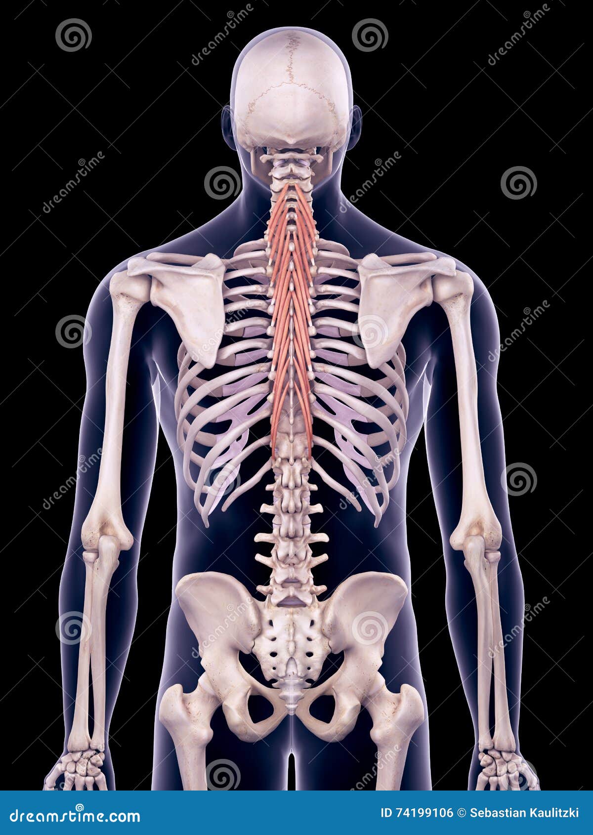 Semispinalis Thoracis