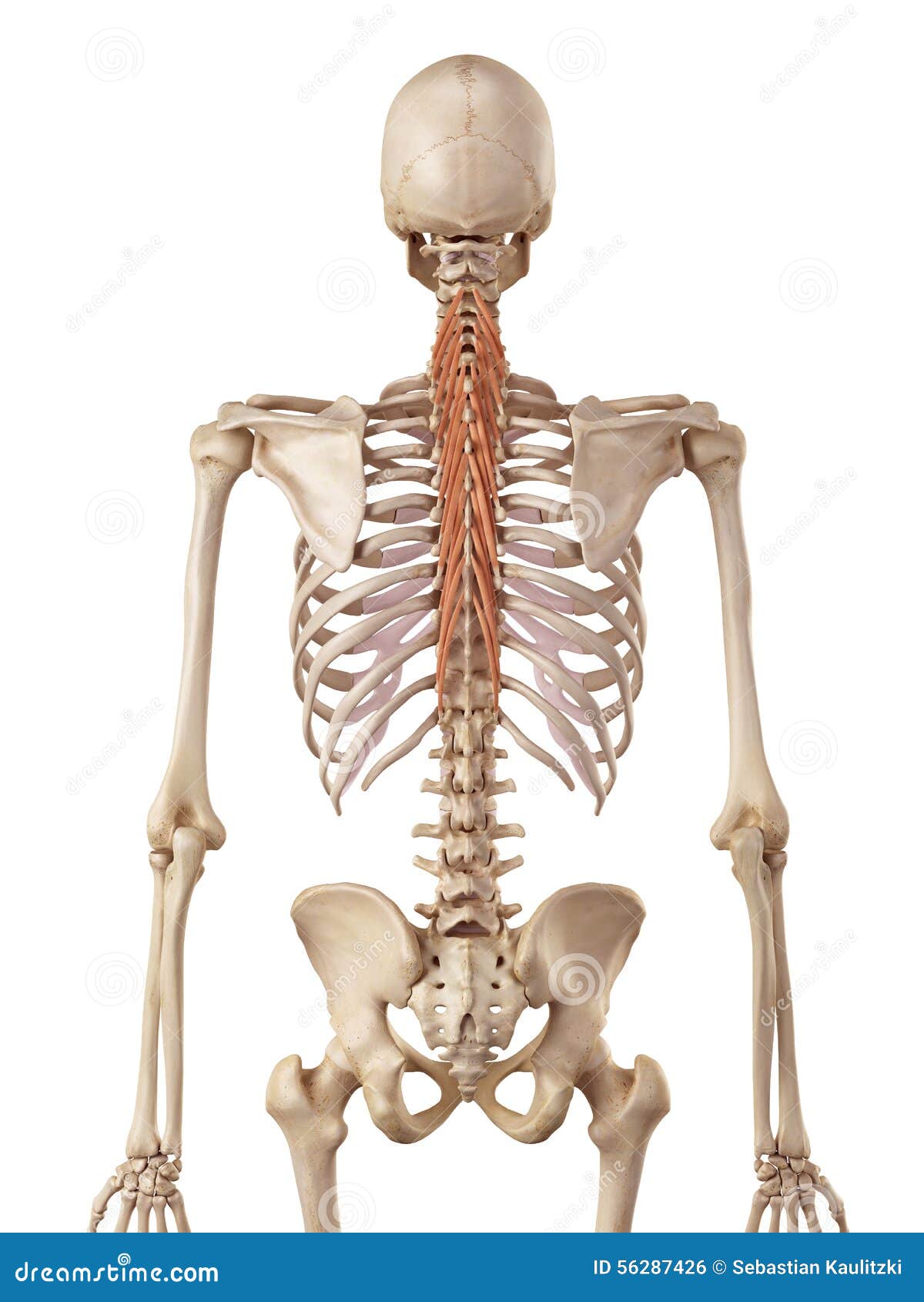 The semispinalis thoracis stock illustration. Illustration of medical ...