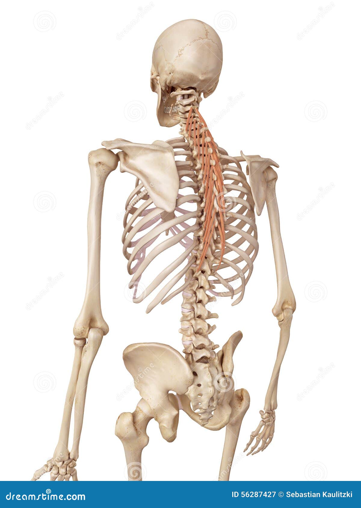 The semispinalis thoracis stock illustration. Illustration of ...