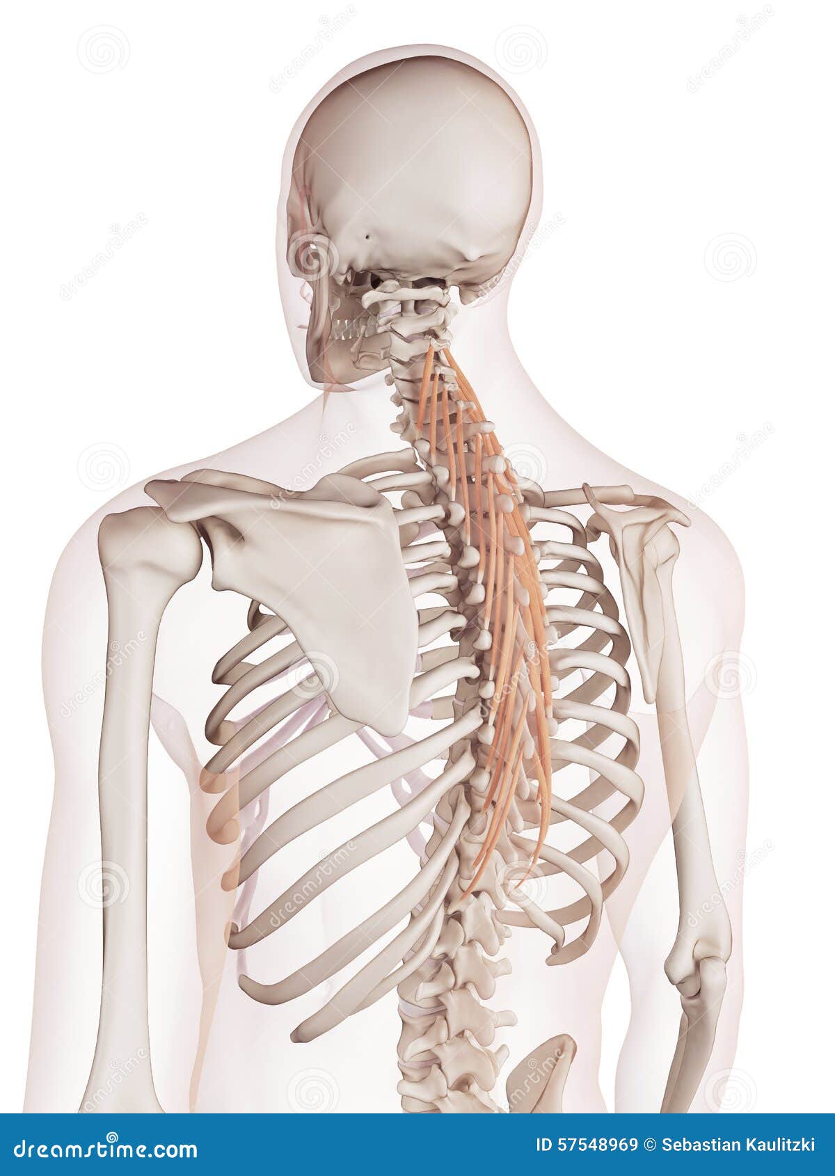 The semispinalis thoracis stock illustration. Illustration of body ...
