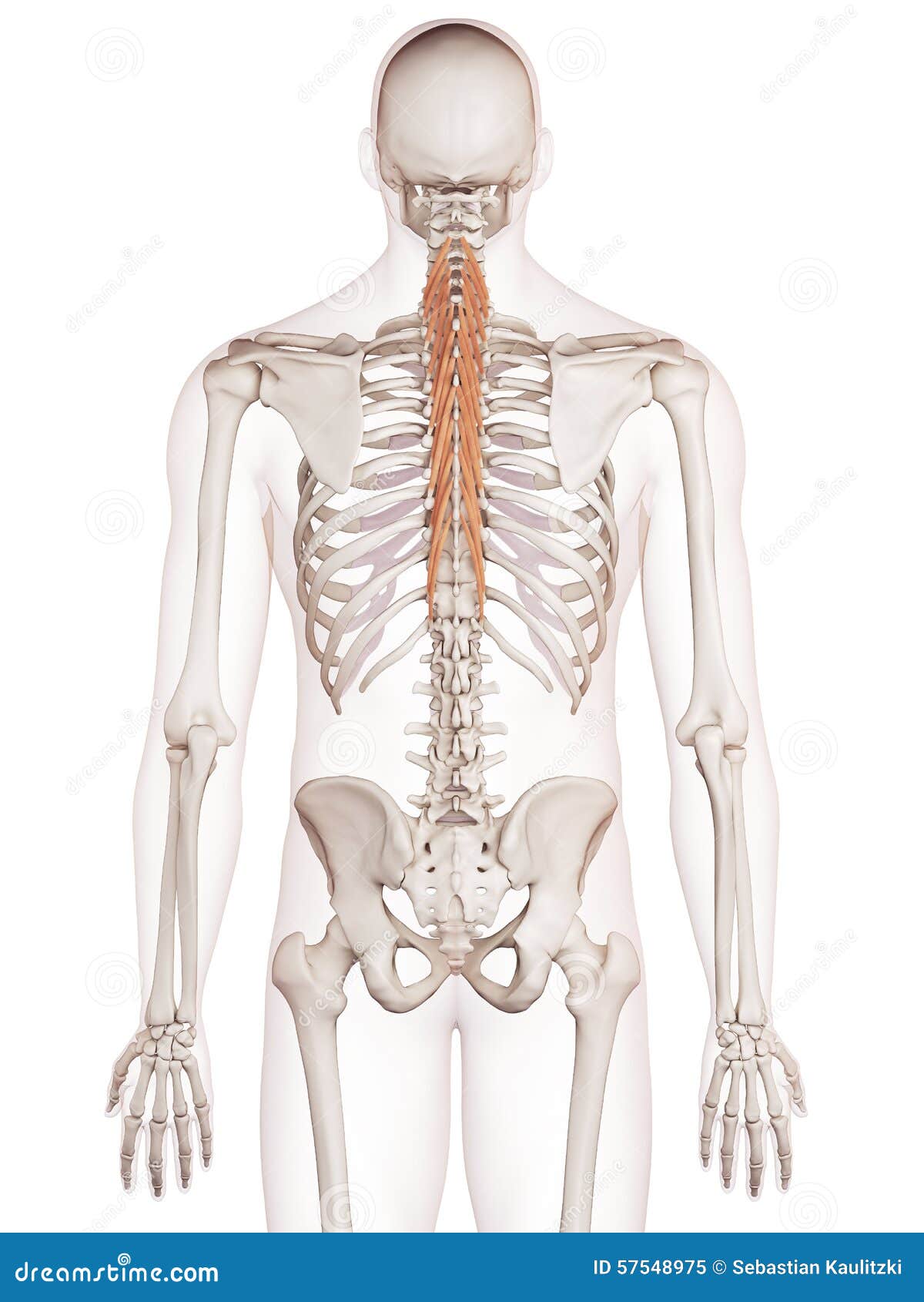 The semispinalis thoracis stock illustration. Illustration of biology ...