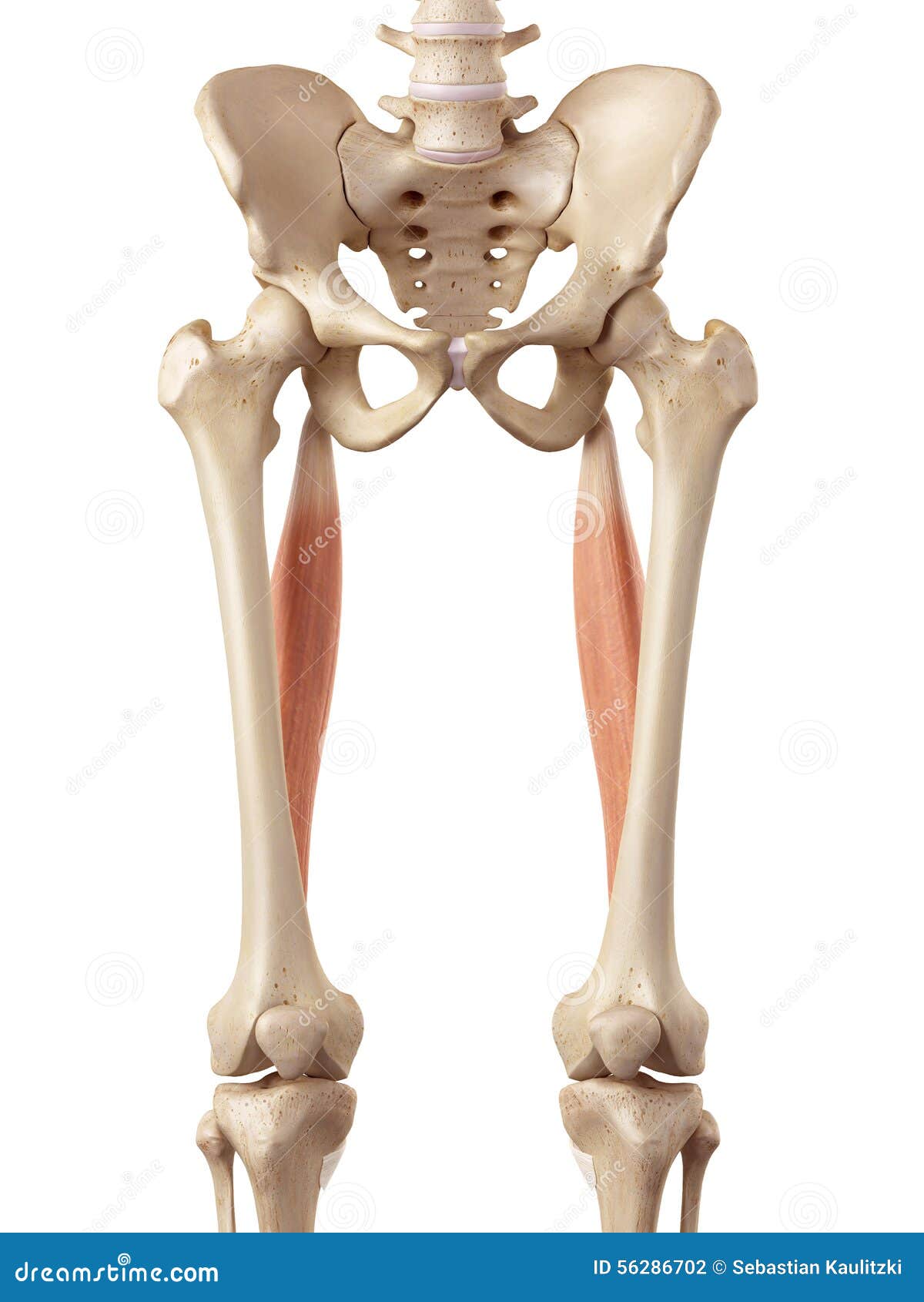 The semitendinosus stock illustration. Illustration of limb - 56286702